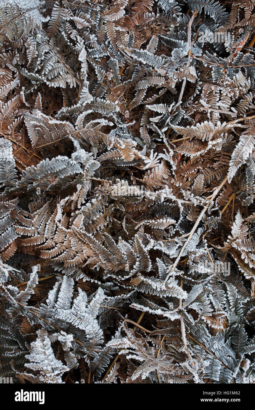 Dead frosty bracken fern pattern in an English woodland Stock Photo - Alamy