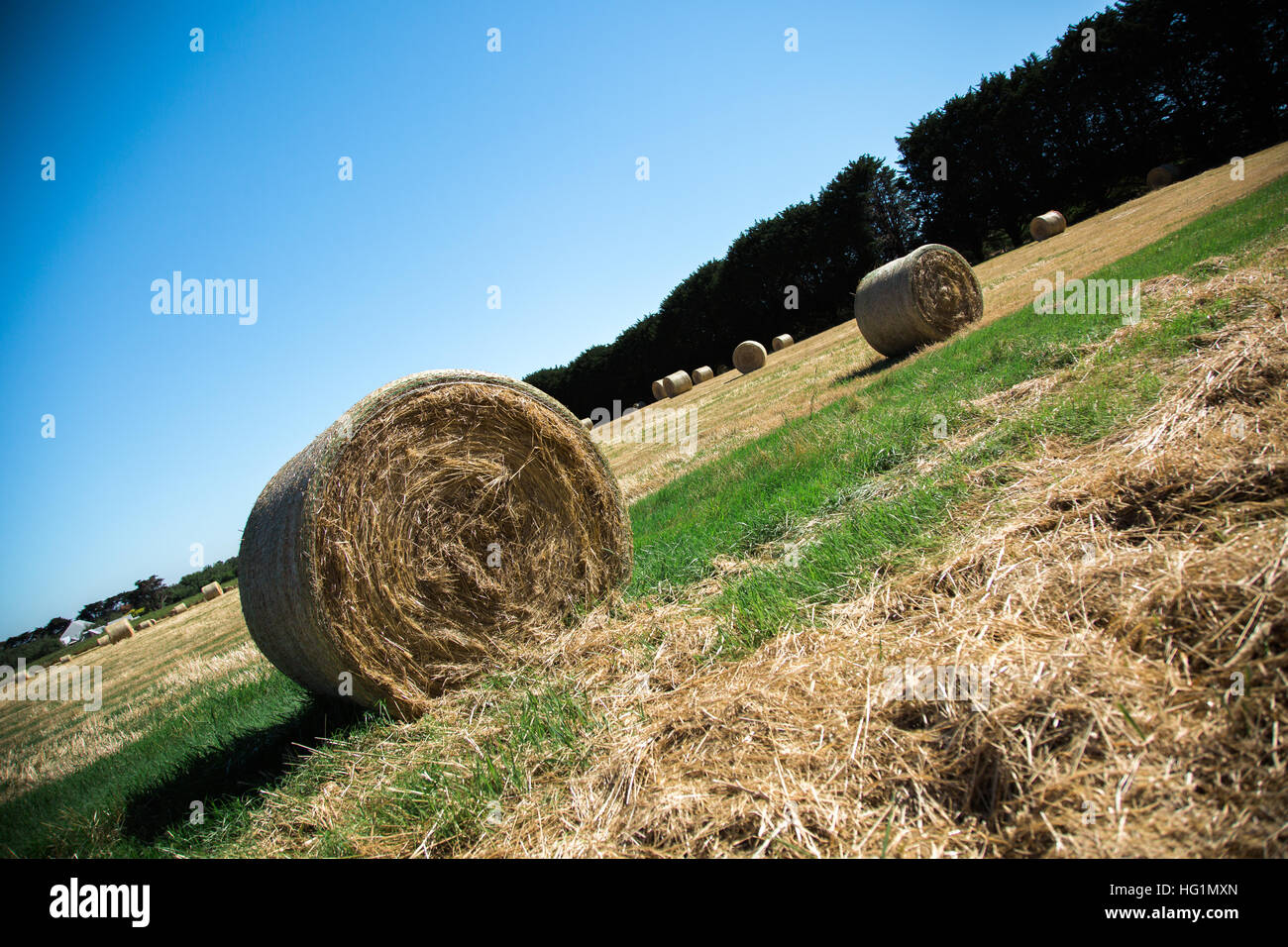 Freshly bailed hay in field Stock Photo - Alamy