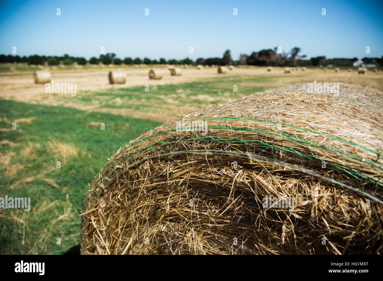 Bailed hay hi-res stock photography and images - Alamy