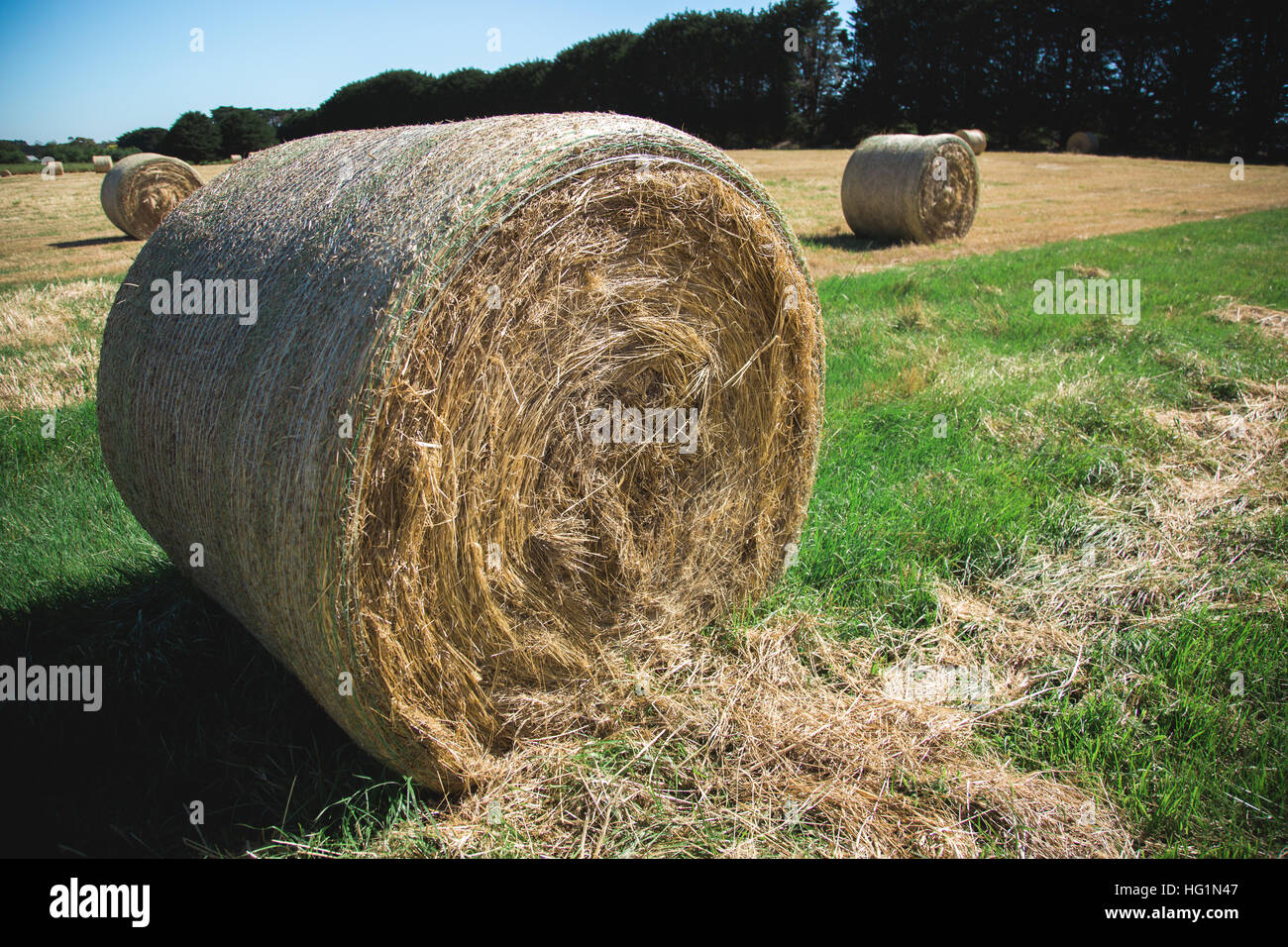 Bailed hay hi-res stock photography and images - Alamy