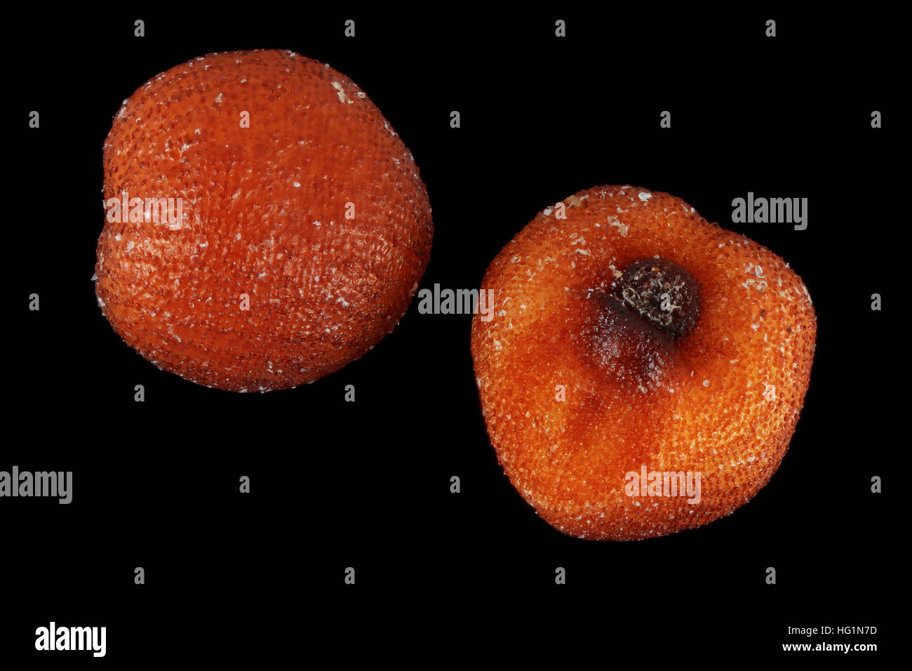 Finger millet hi-res stock photography and images - Alamy