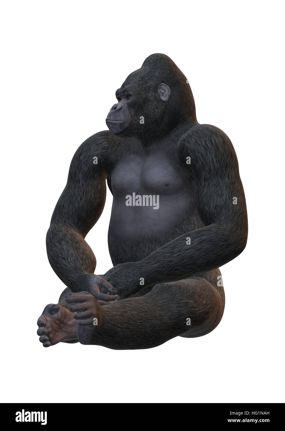 3D rendering of a Gorilla, a herbivorous ape, isolated on white ...