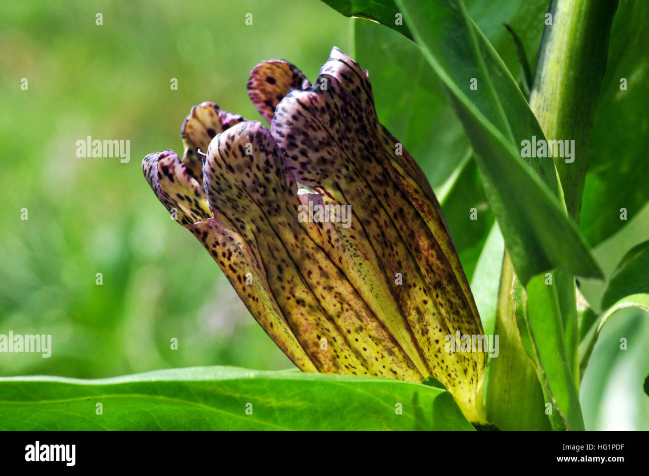 single flower of a gentian Stock Photo - Alamy