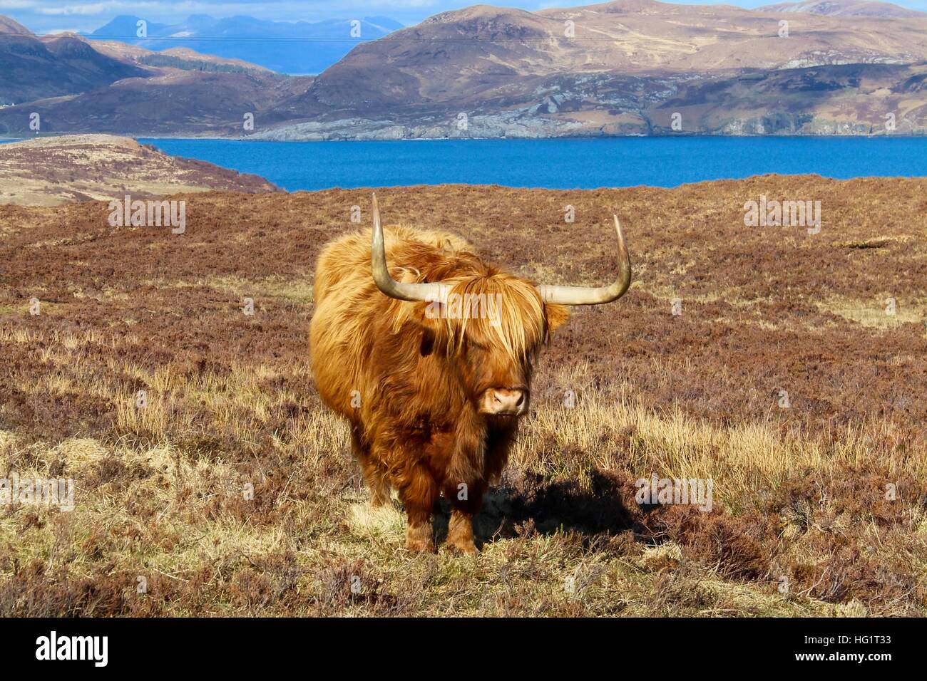 Highland croft hi-res stock photography and images - Alamy