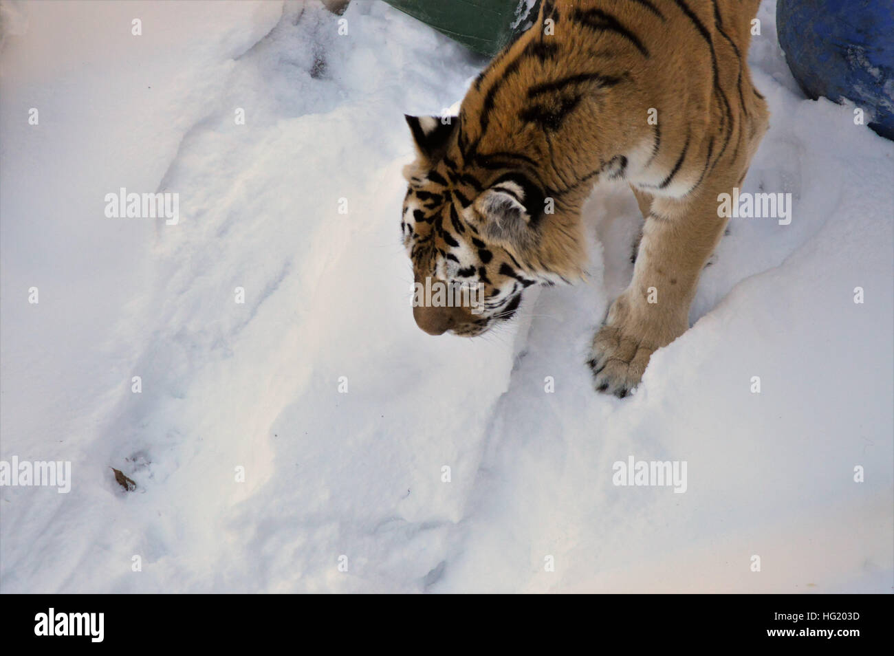 Tiger in the Snow Stock Photo - Alamy