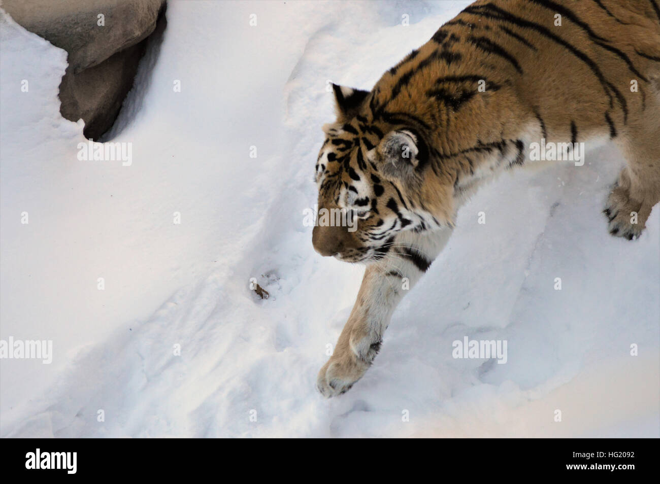 White Tiger Running In Snow