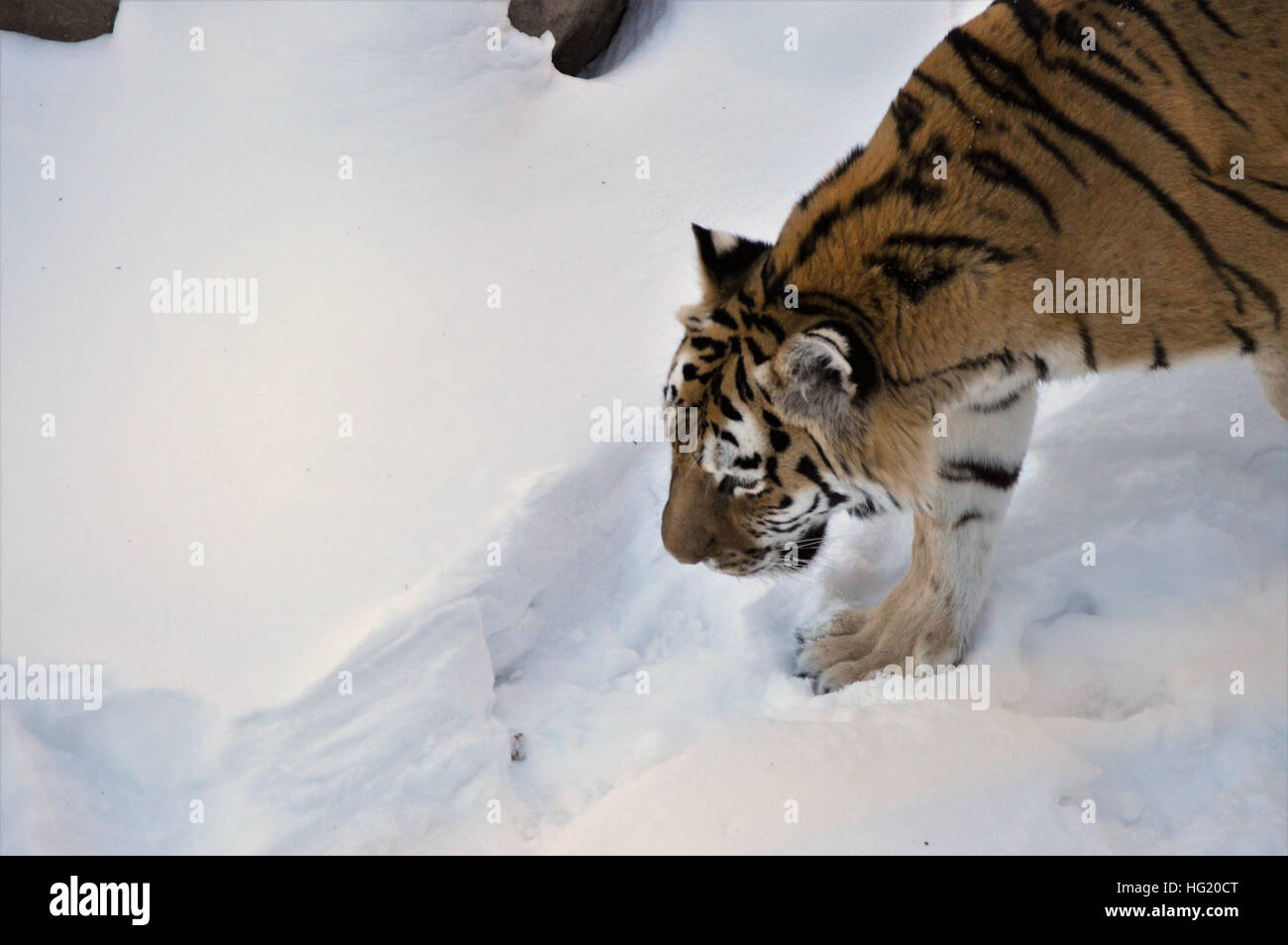 Tiger in the Snow Stock Photo - Alamy
