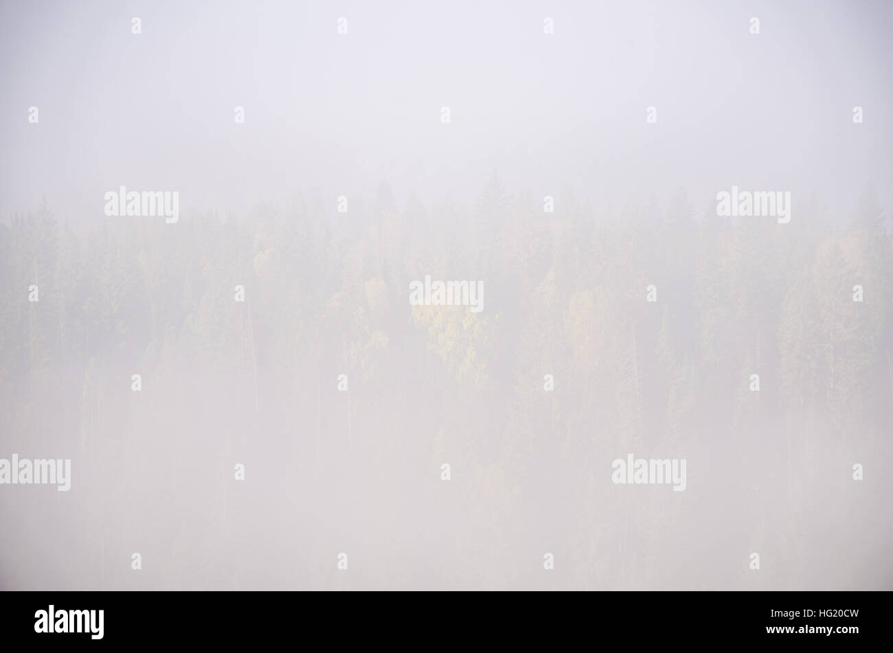conifer tree at the top in the morning mist. thick morning mist in ...