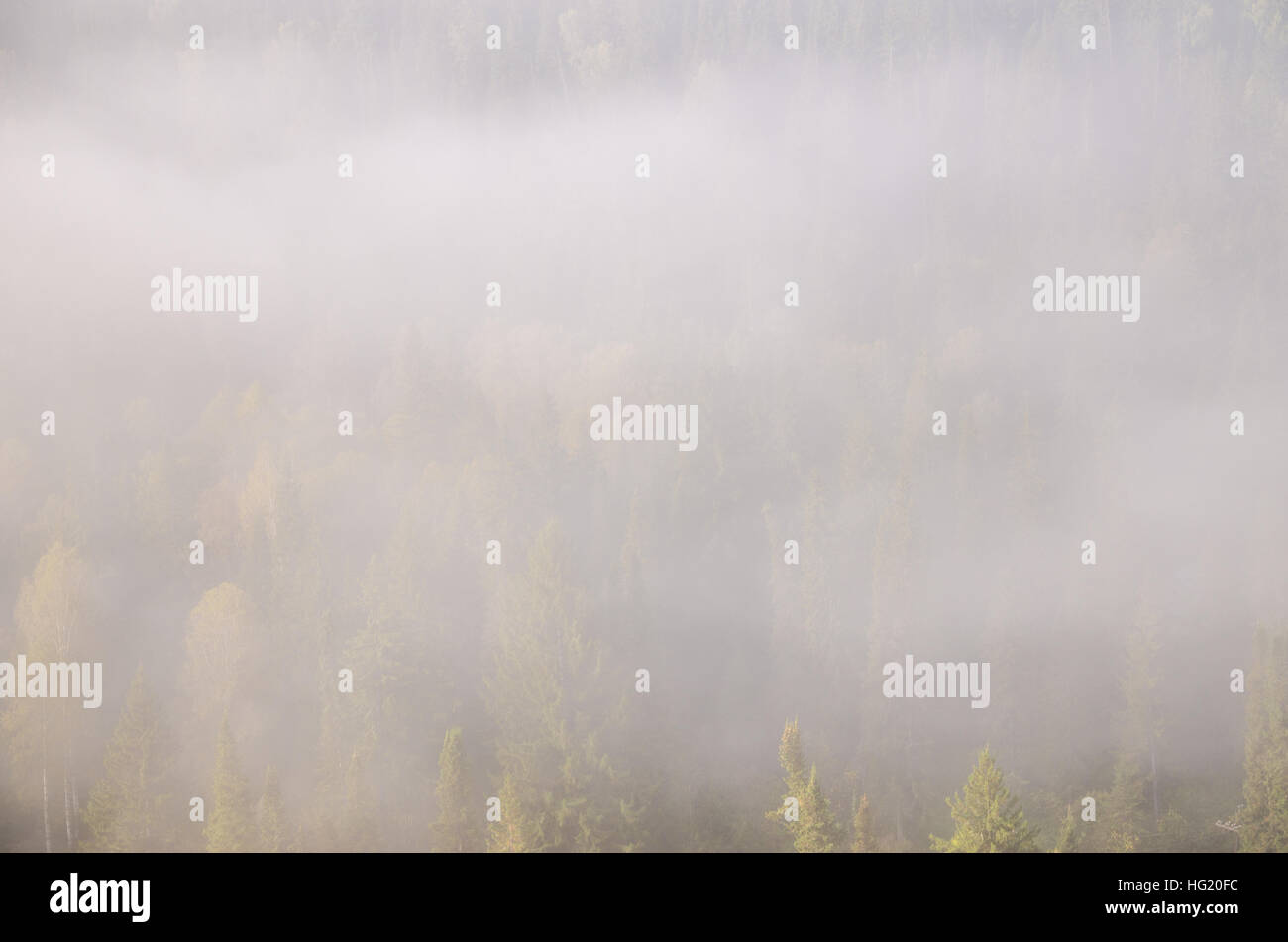 conifer tree at the top in the morning mist. thick morning mist in ...