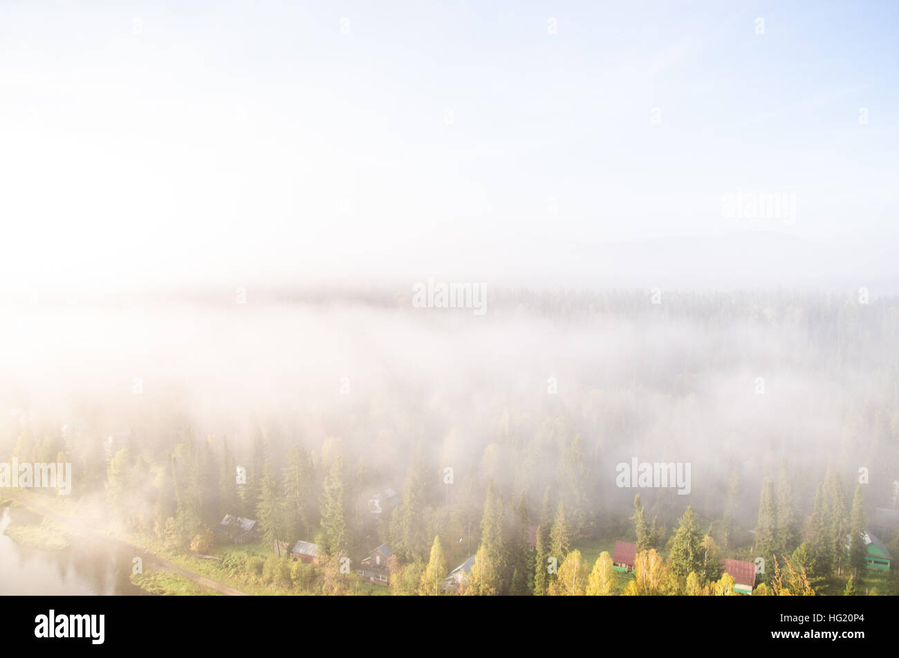 conifer tree at the top in the morning mist. thick morning mist in ...