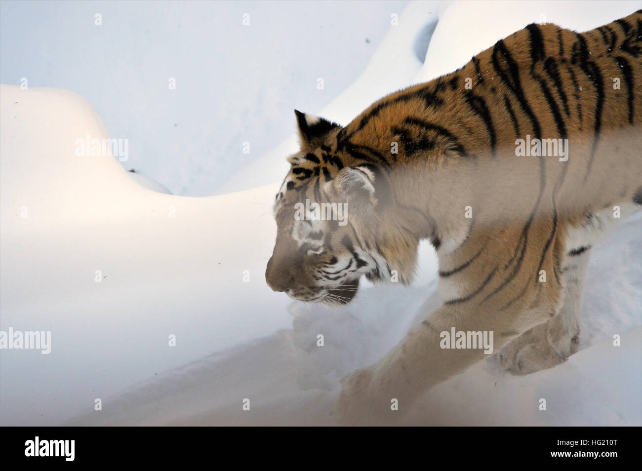 Tiger in the Snow Stock Photo - Alamy
