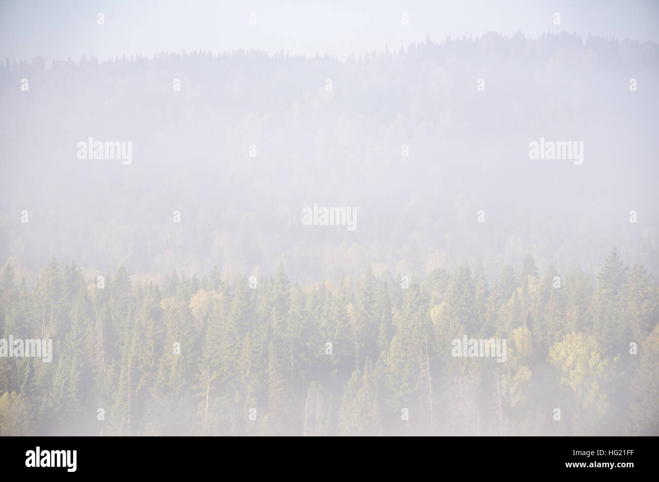 conifer tree at the top in the morning mist. thick morning mist in ...