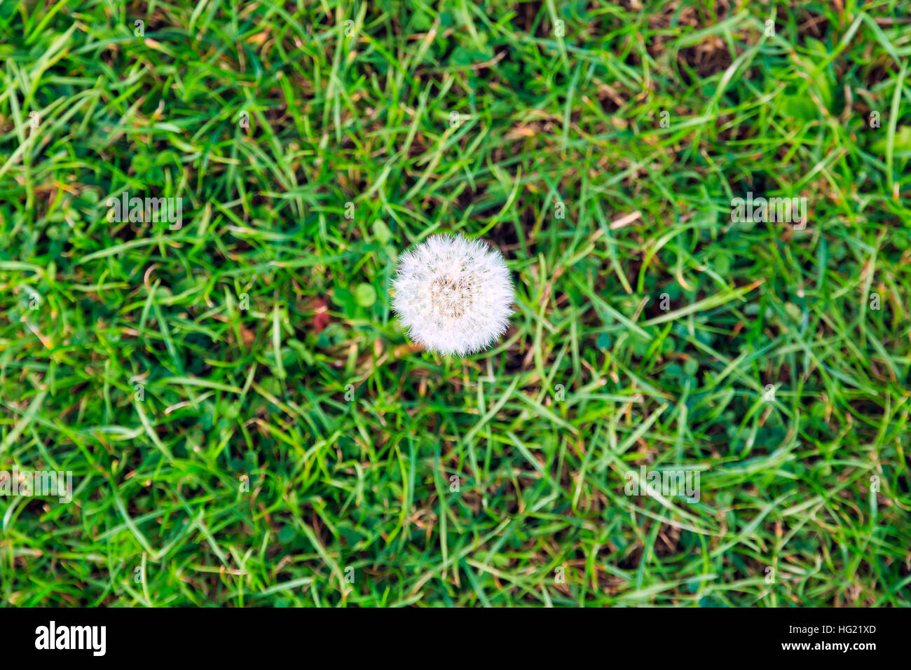 Dandelion top view against green grass background Stock Photo - Alamy