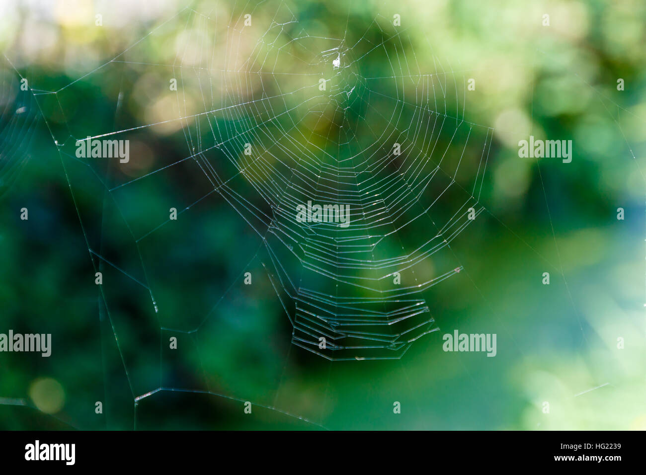 Spider web background hi-res stock photography and images - Alamy