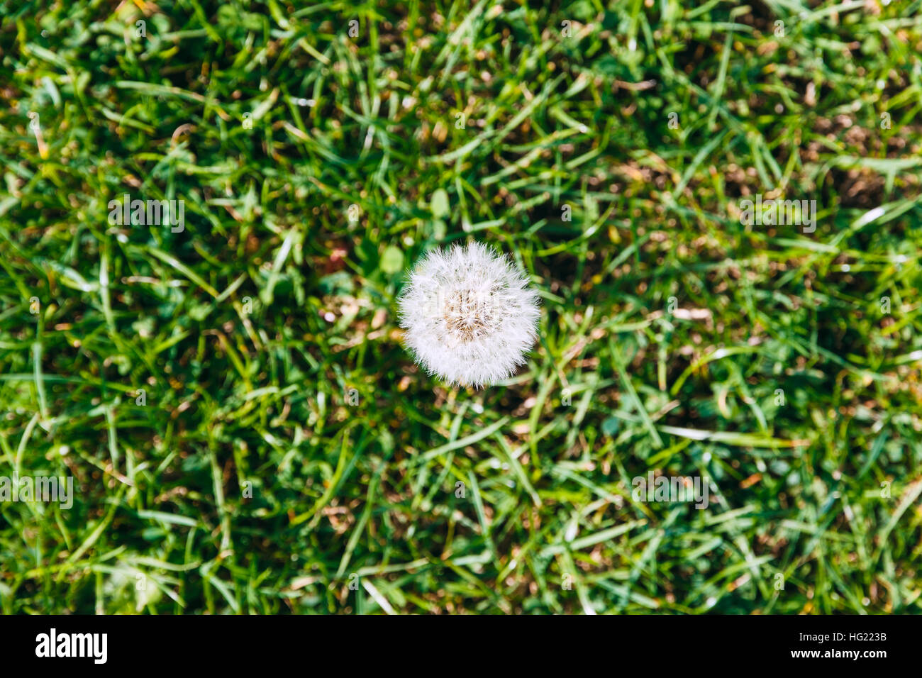 Dandelion top view against green grass background Stock Photo - Alamy