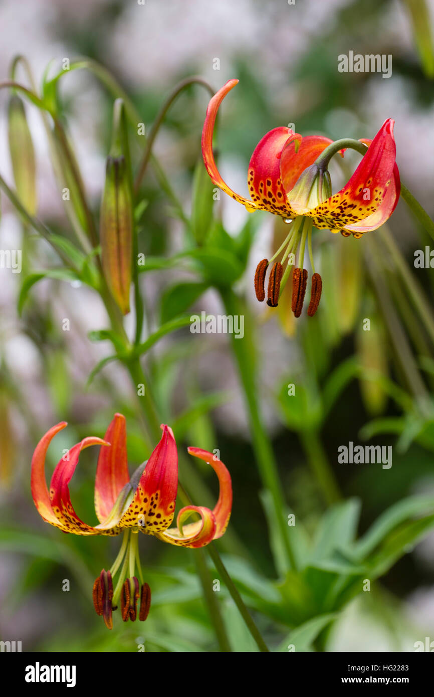 Twin turkscap flowers of the Western lily, Lilium occidentale Stock ...