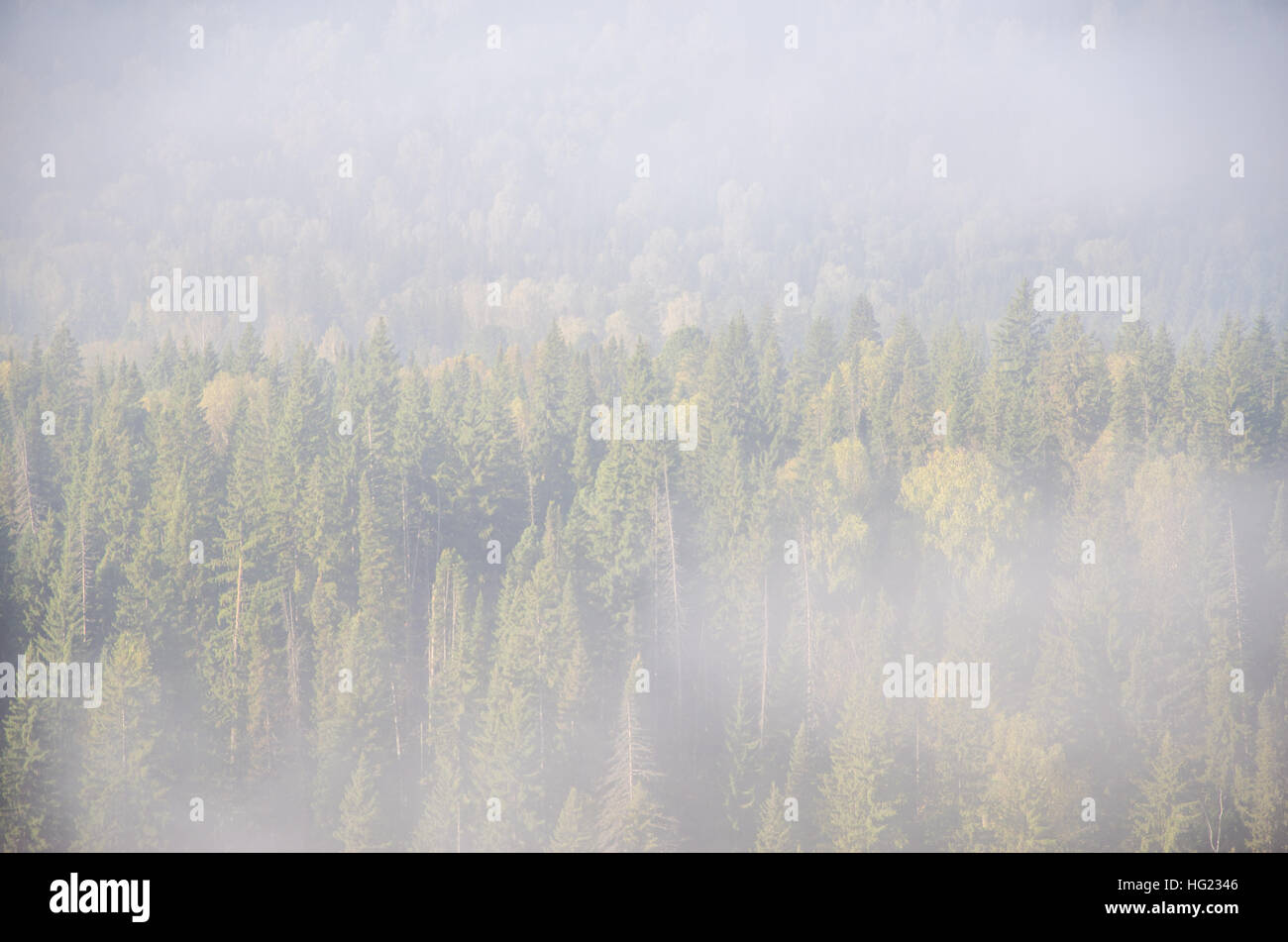 conifer tree at the top in the morning mist. thick morning mist in ...