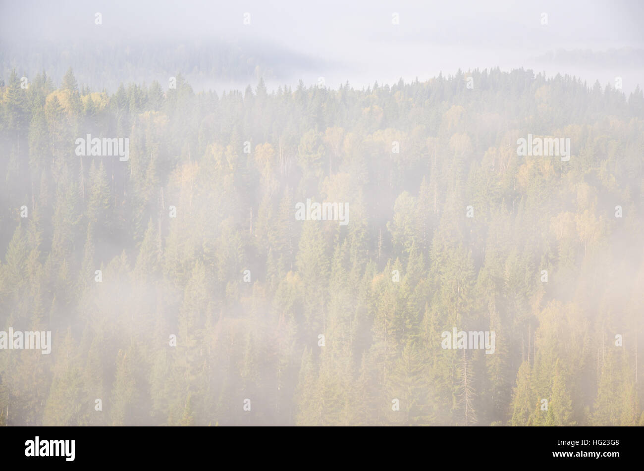 conifer tree at the top in the morning mist. thick morning mist in ...
