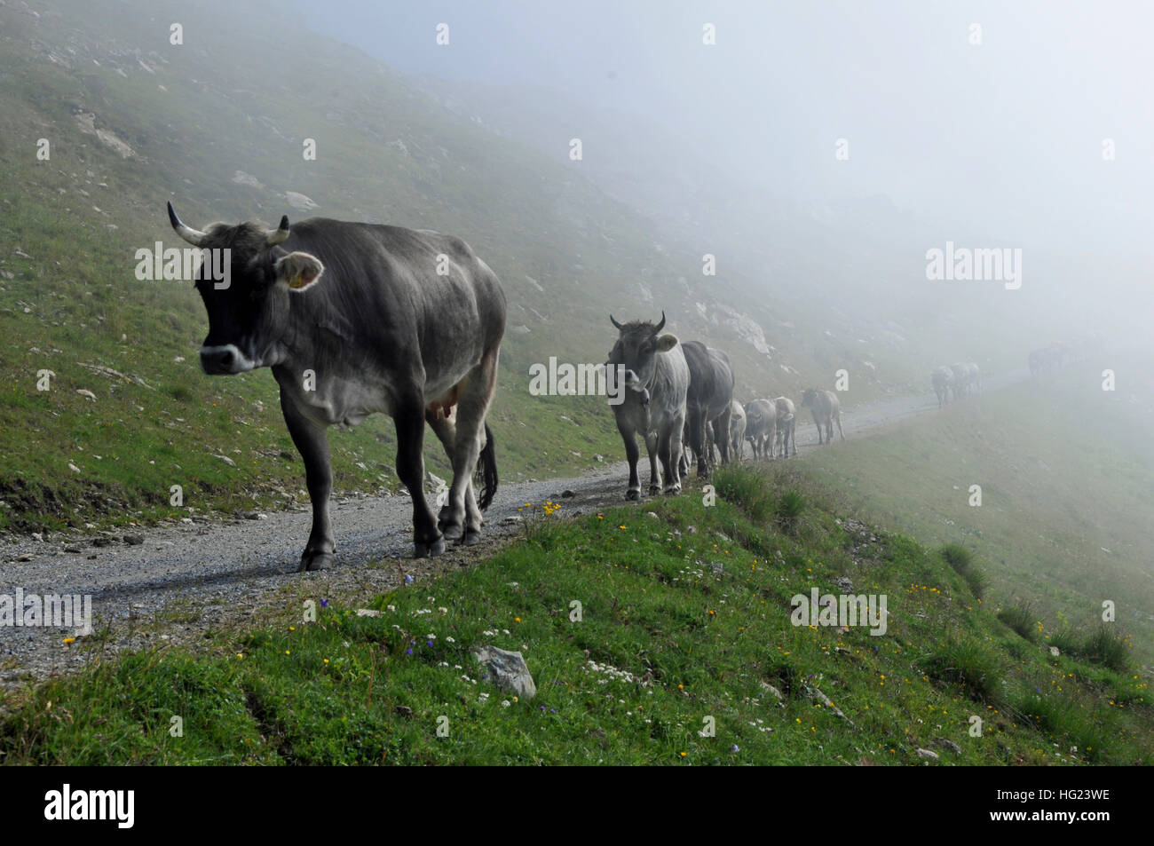 cows in the mist Stock Photo - Alamy