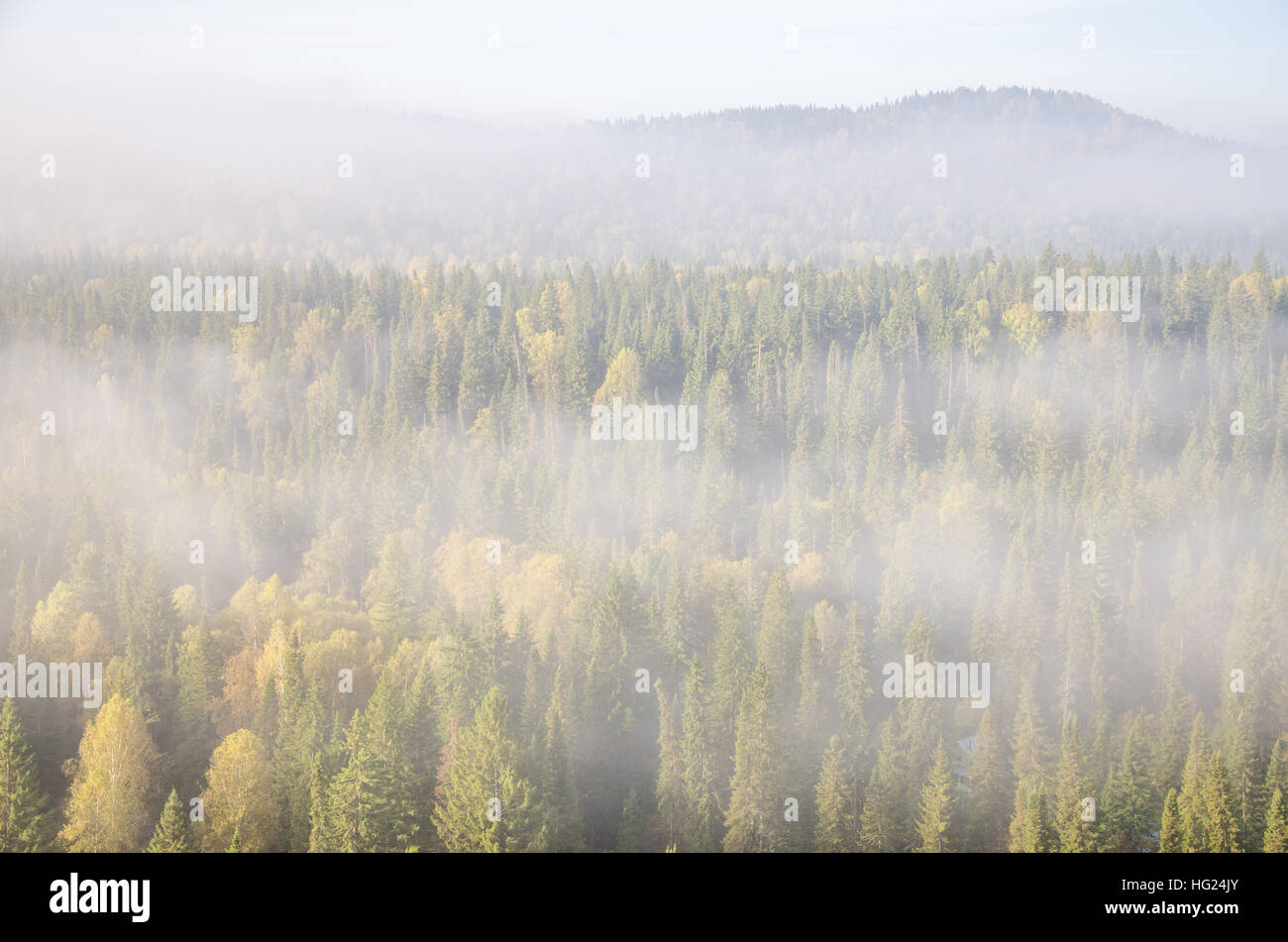 conifer tree at the top in the morning mist. thick morning mist in ...