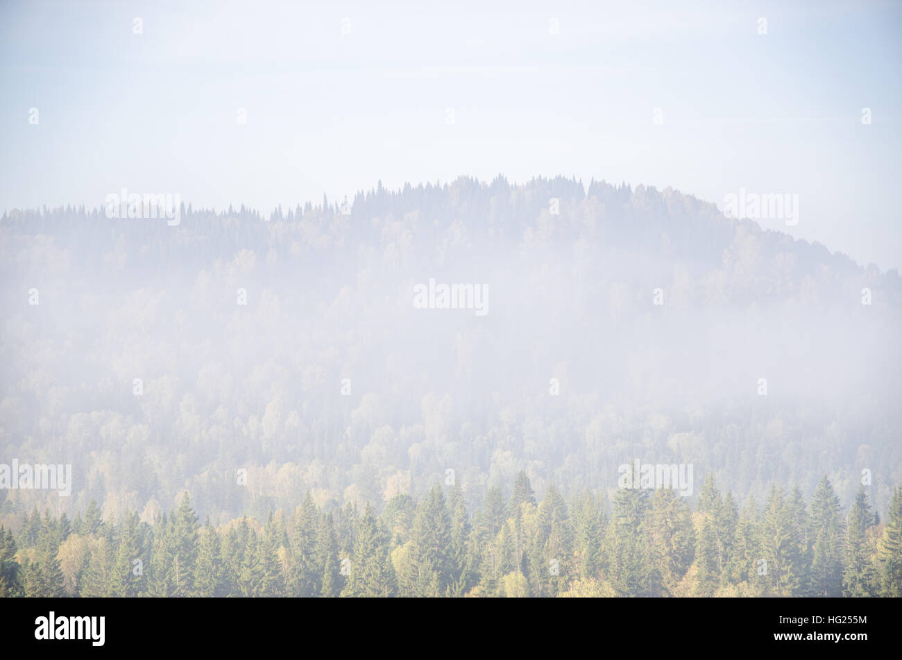 conifer tree at the top in the morning mist. thick morning mist in ...