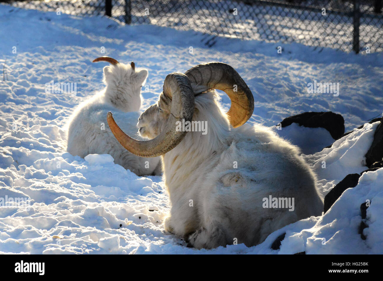 Male and female sheep hi-res stock photography and images - Alamy