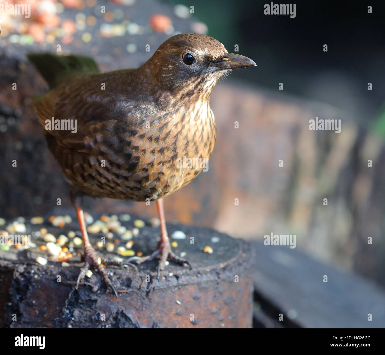 Portrait of a female blackbird Stock Photo - Alamy
