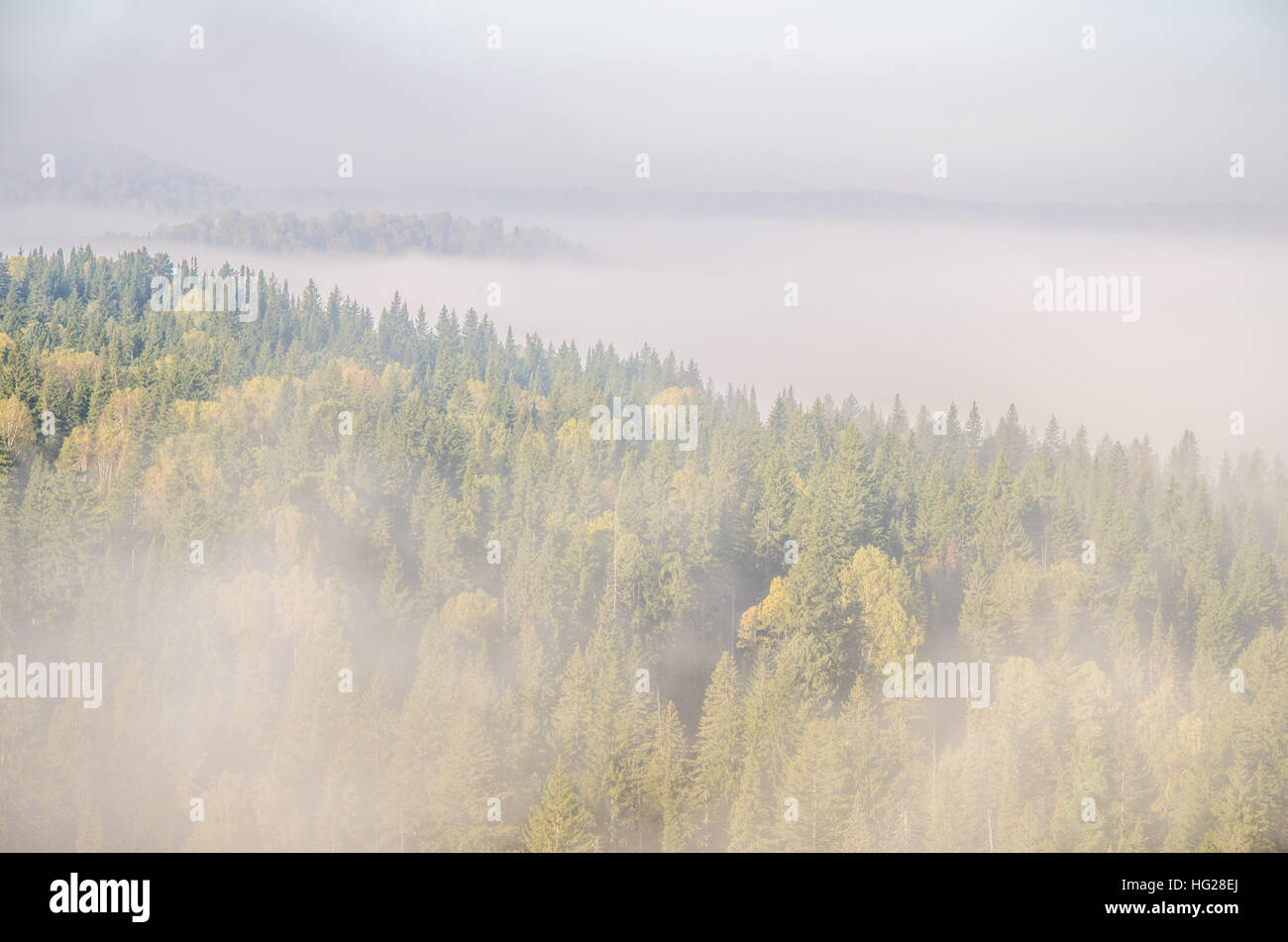 conifer tree at the top in the morning mist. thick morning mist in ...
