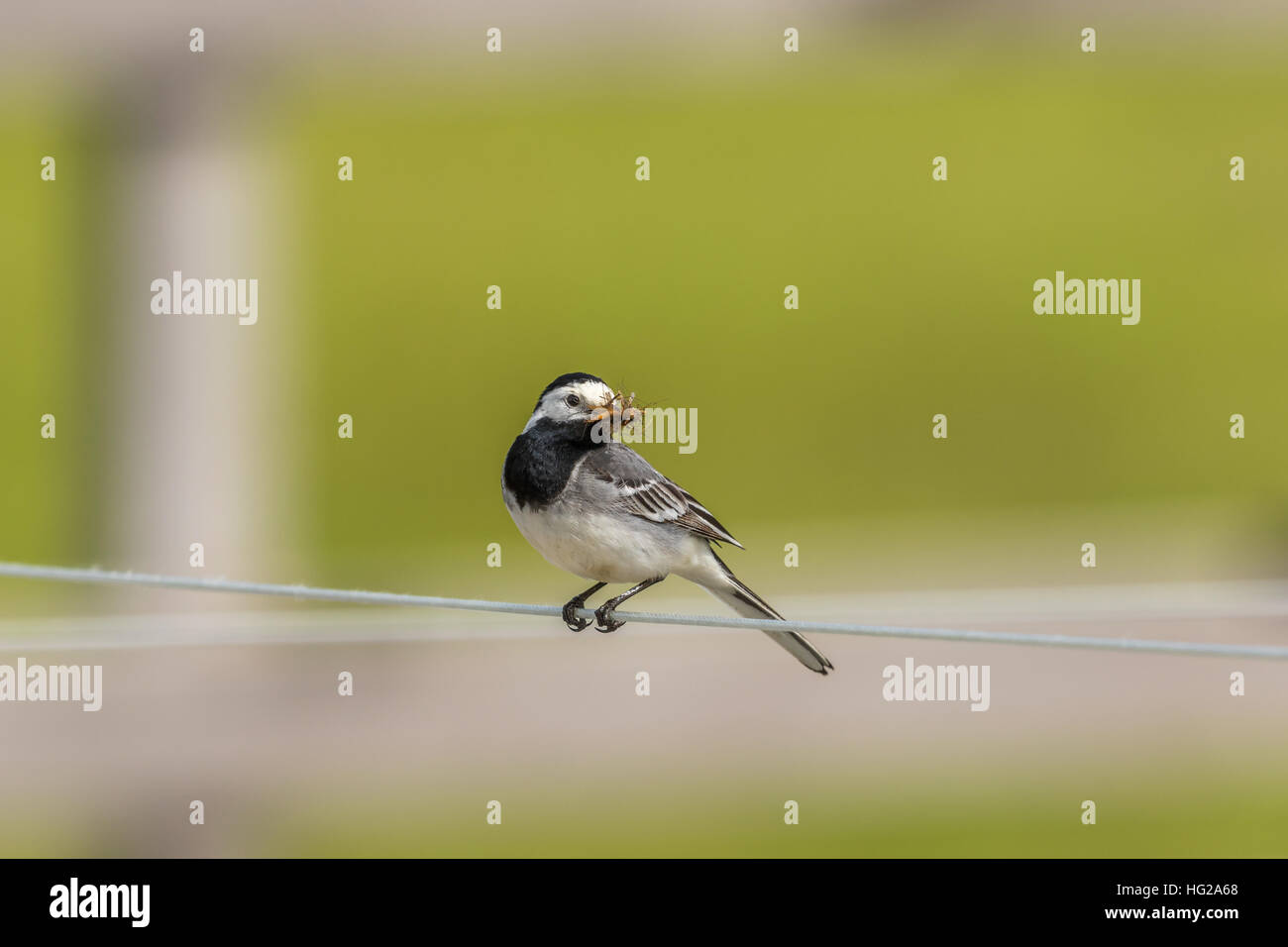 Wagtail with catch insects in its beak sits on a wire and looking Stock ...
