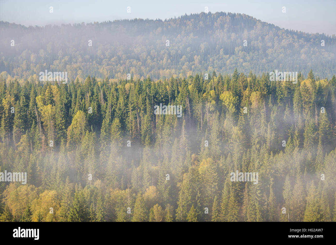 conifer tree at the top in the morning mist. thick morning mist in ...