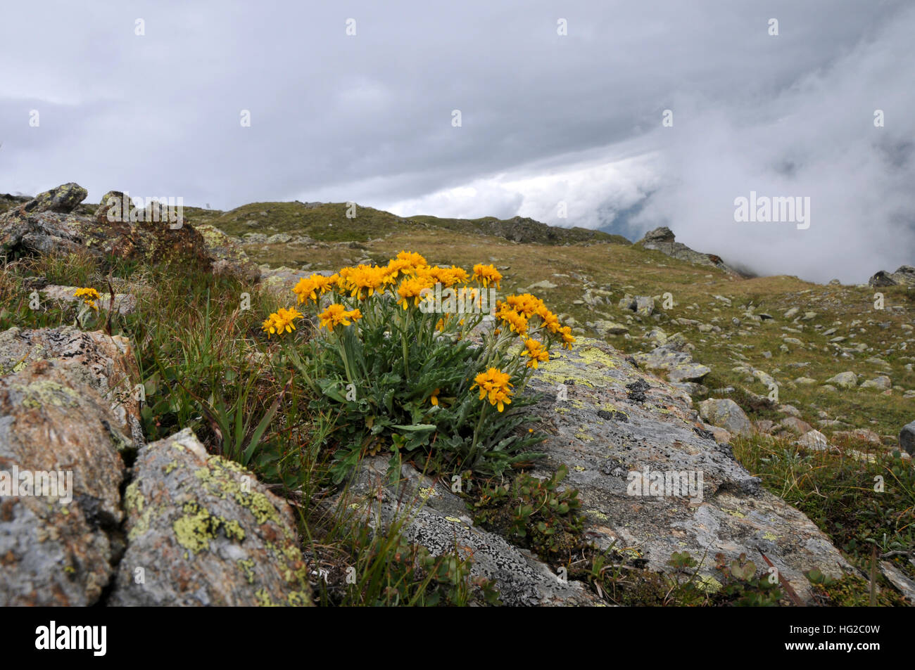 Senecio carniolicus hi-res stock photography and images - Alamy
