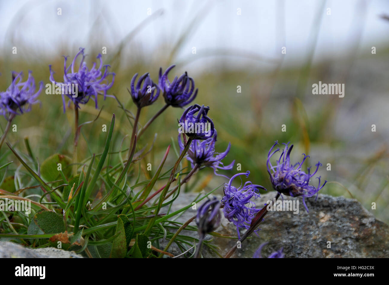 Phyteuma hemisphaericum hi-res stock photography and images - Alamy