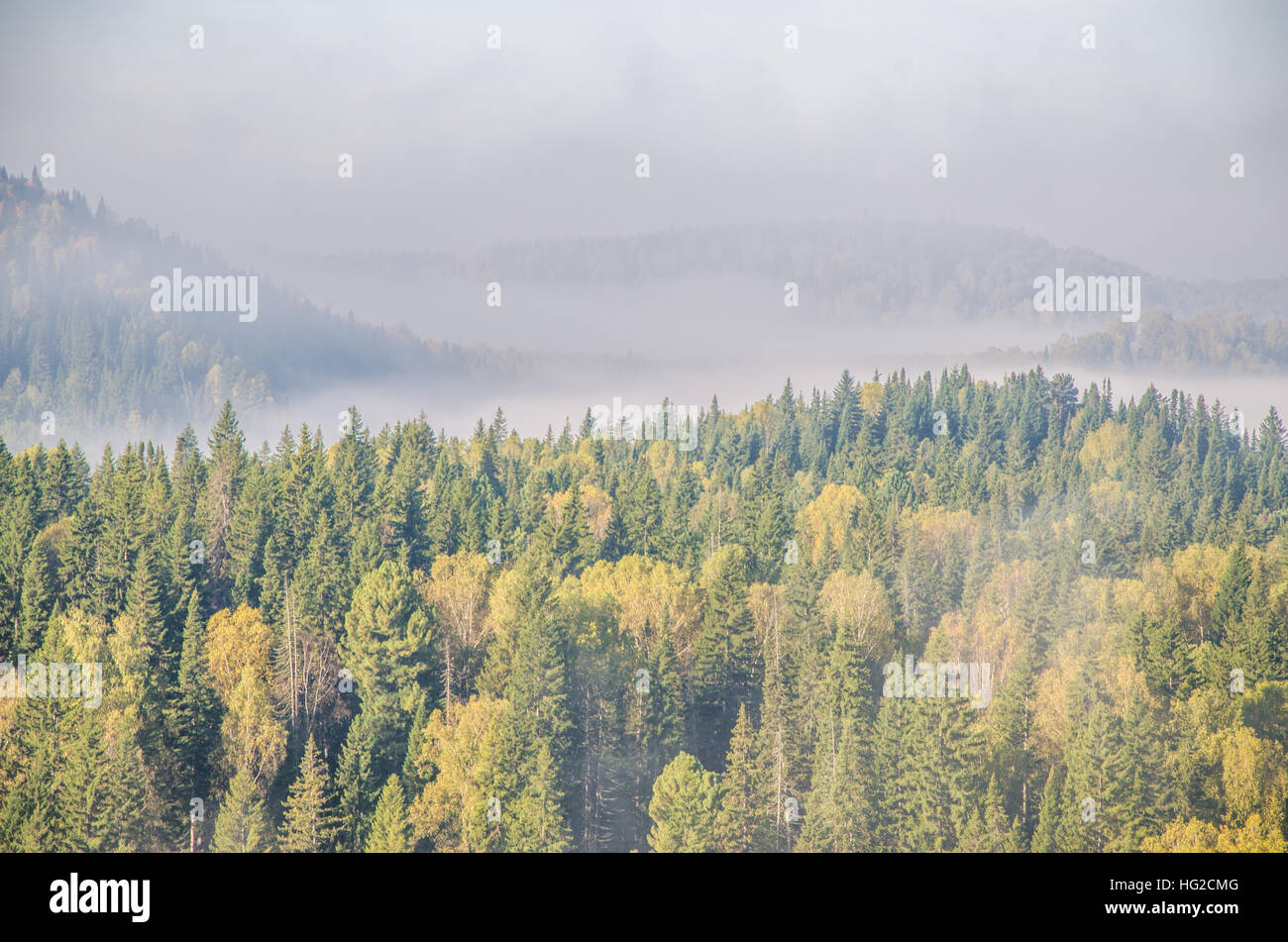 conifer tree at the top in the morning mist. thick morning mist in ...