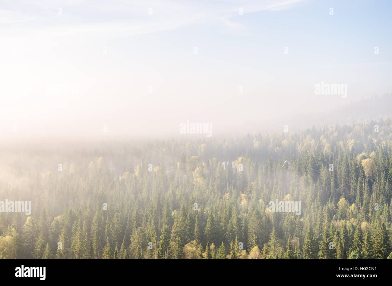 conifer tree at the top in the morning mist. thick morning mist in ...