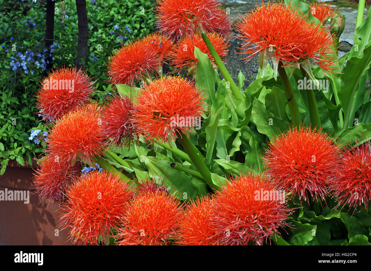Scadoxus multiflorus hi-res stock photography and images - Alamy
