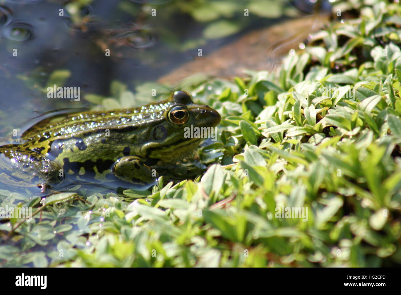 Frosch - green frog Stock Photo - Alamy