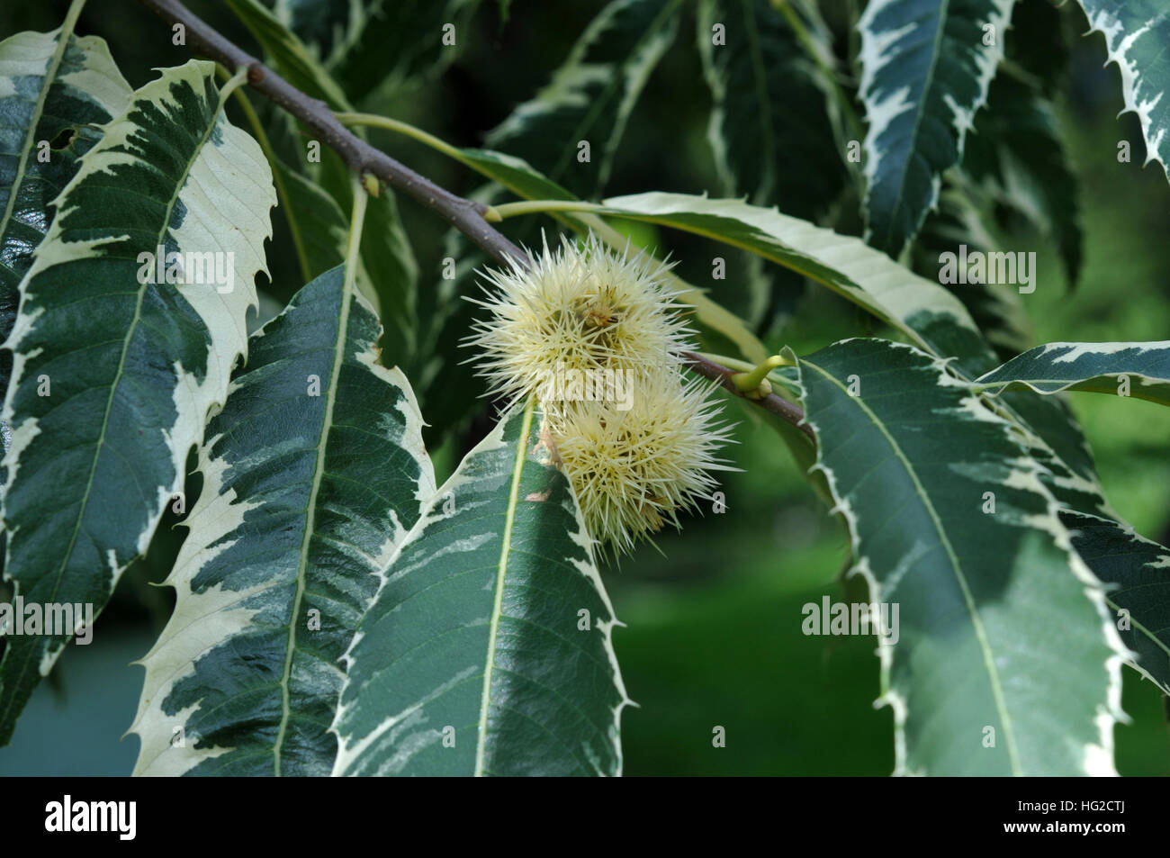 Variegated chestnut tree hi-res stock photography and images - Alamy