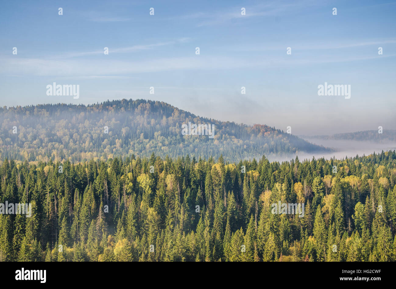 conifer tree at the top in the morning mist. thick morning mist in ...