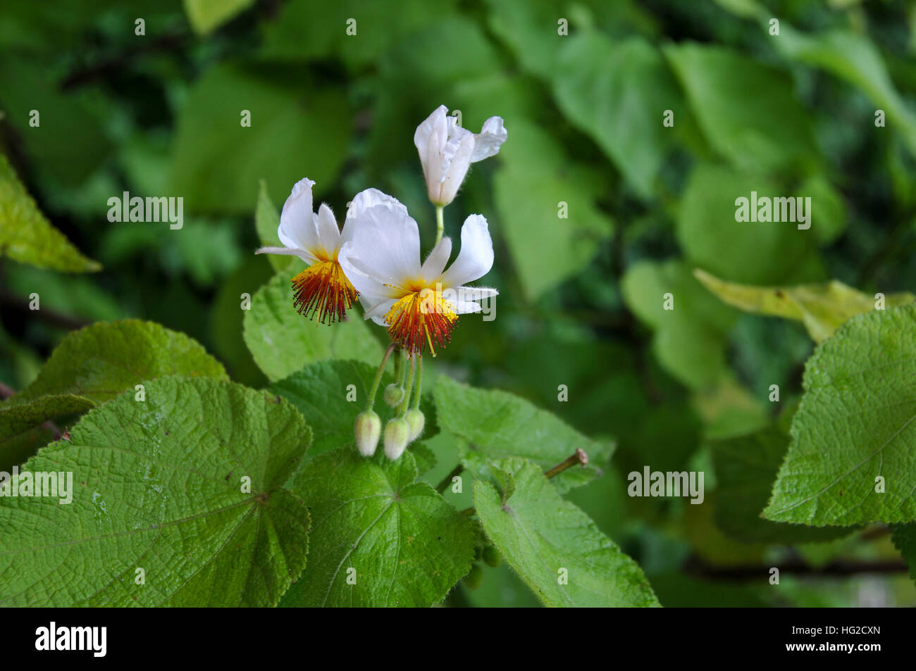 Sparmannia africana or African hemp Stock Photo - Alamy