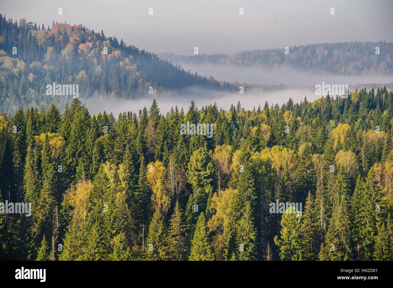 conifer tree at the top in the morning mist. thick morning mist in ...