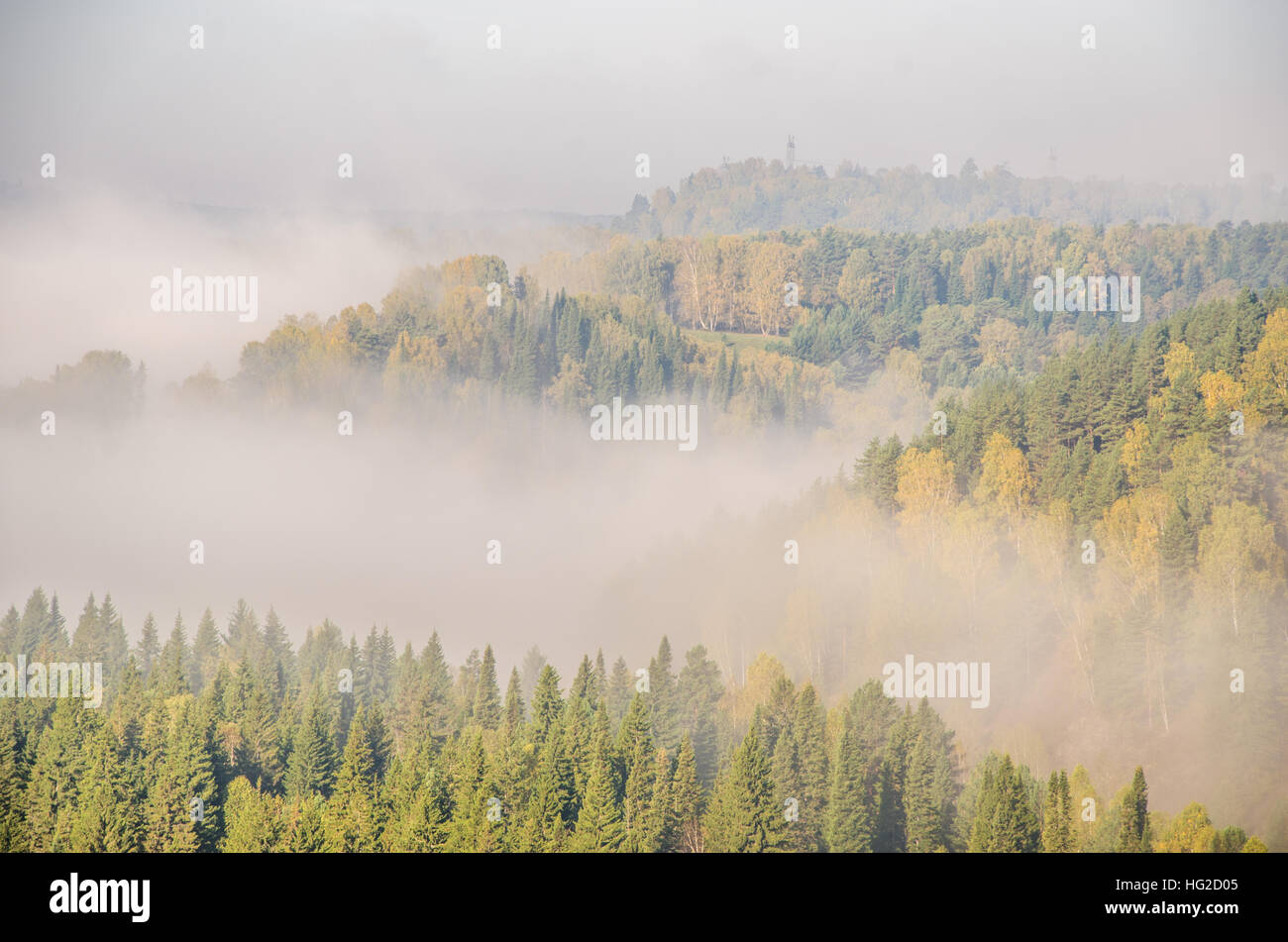 conifer tree at the top in the morning mist. thick morning mist in ...