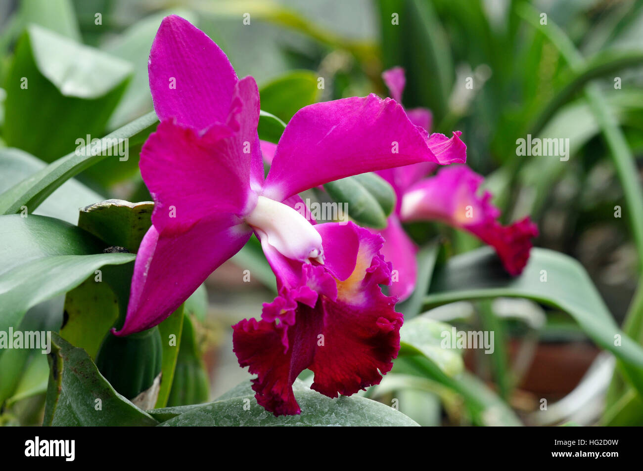 Plant spec hi-res stock photography and images - Alamy