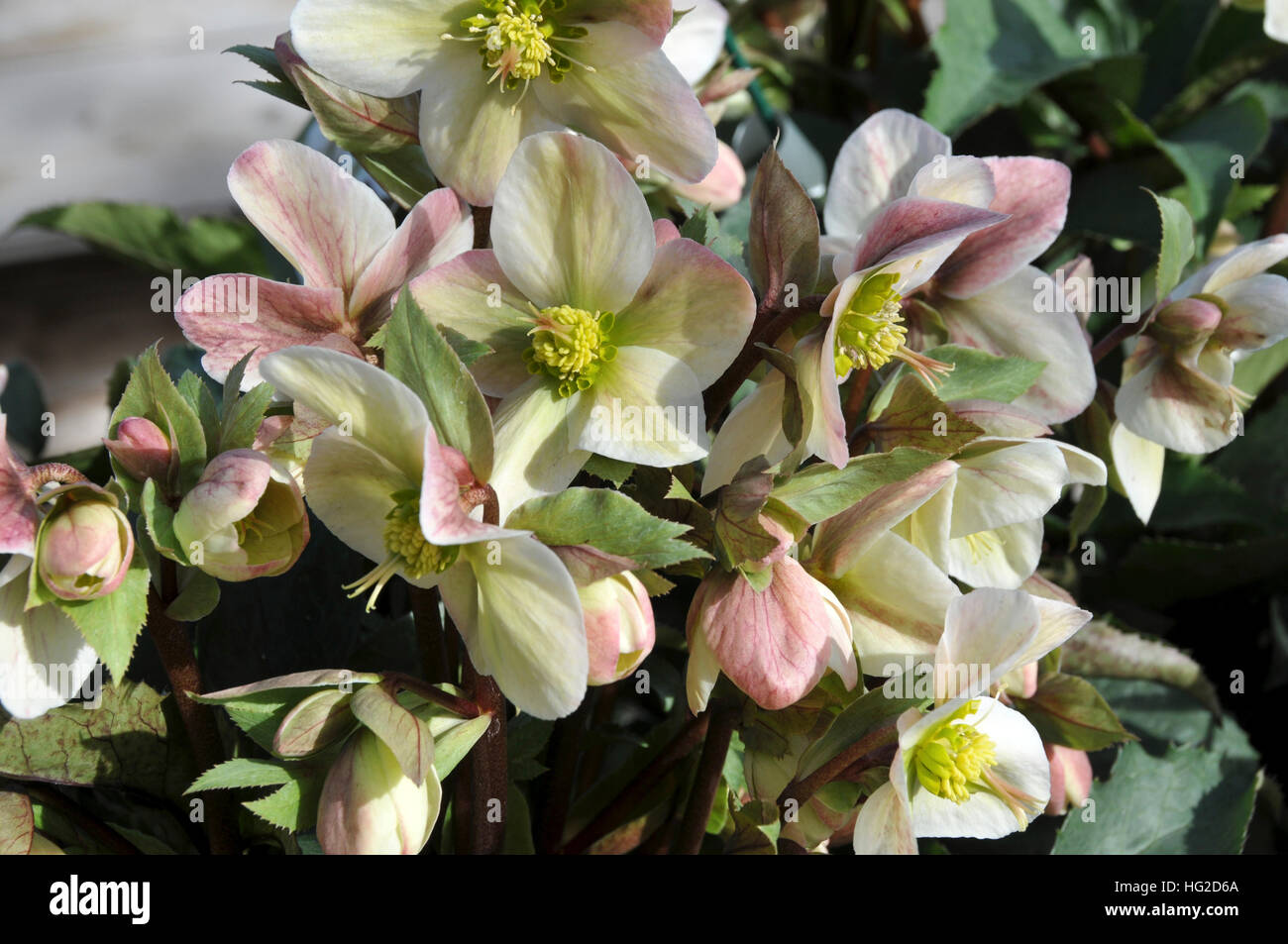 Helleborus 'Pink Beauty' Stock Photo - Alamy