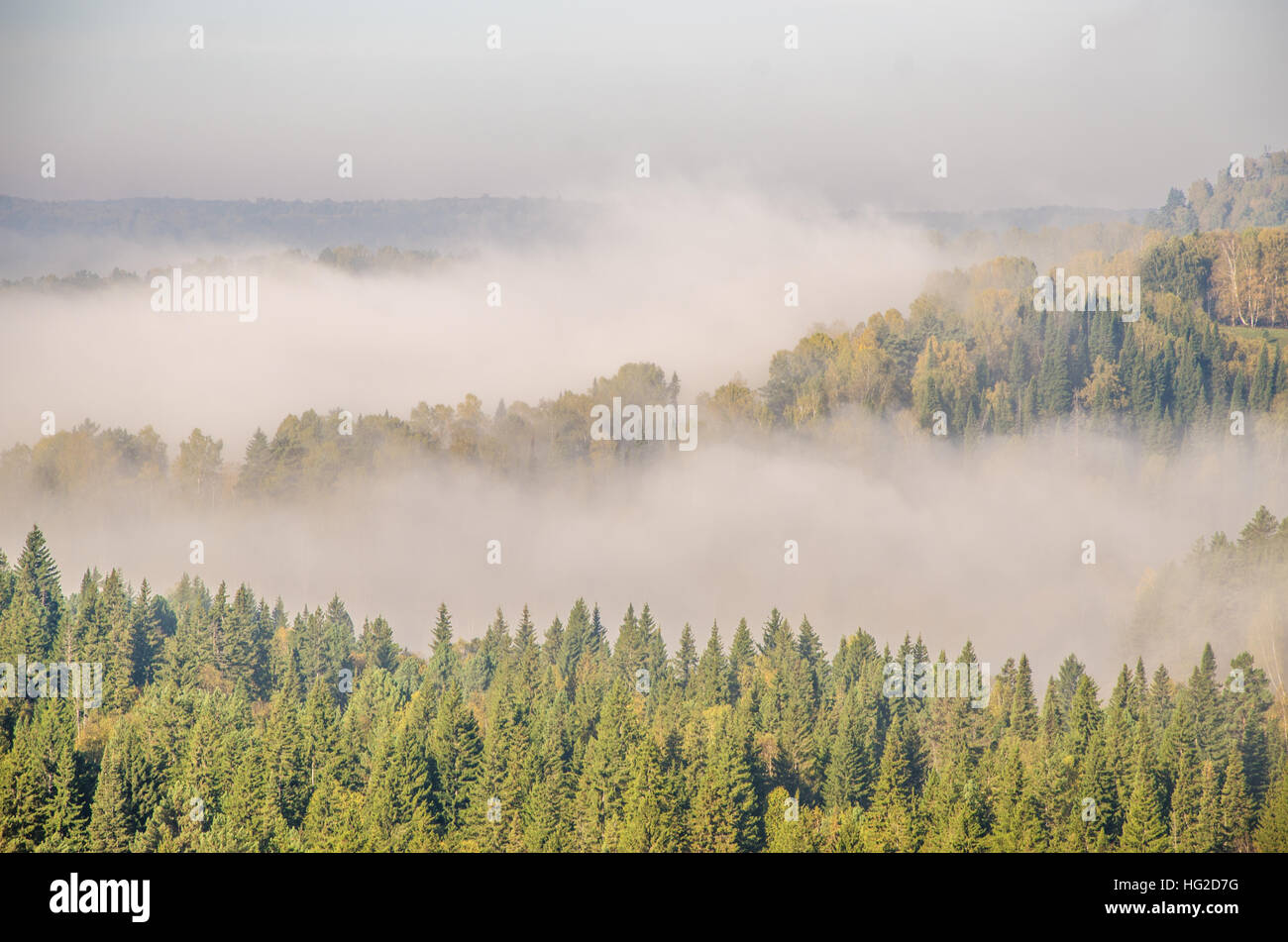 conifer tree at the top in the morning mist. thick morning mist in ...