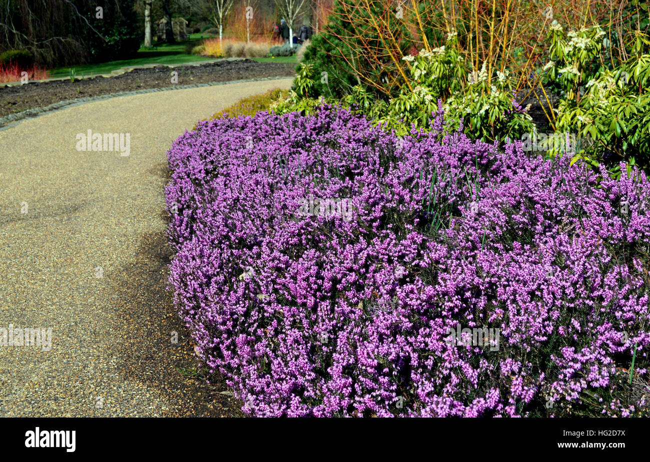 Heather border garden path hi-res stock photography and images - Alamy