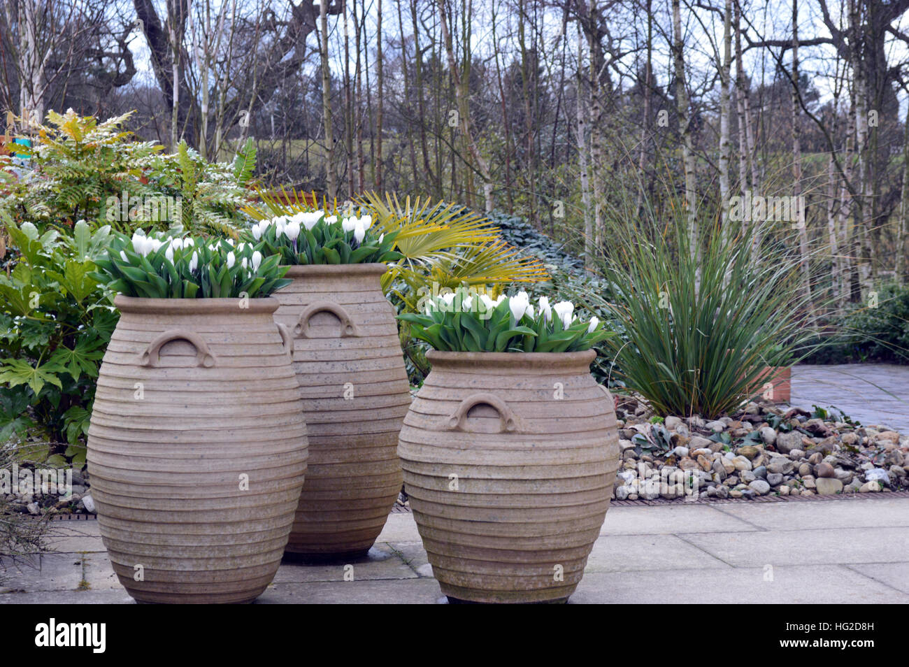 Three Terracotta Containers filled with White Crocus on Display at RHS ...