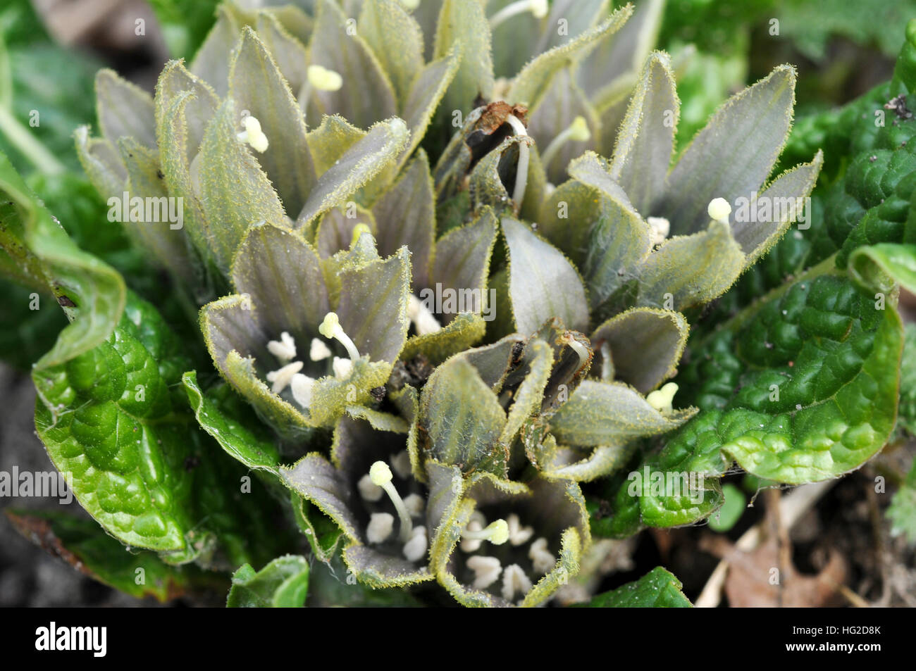 Mandrake flowers hi-res stock photography and images - Alamy