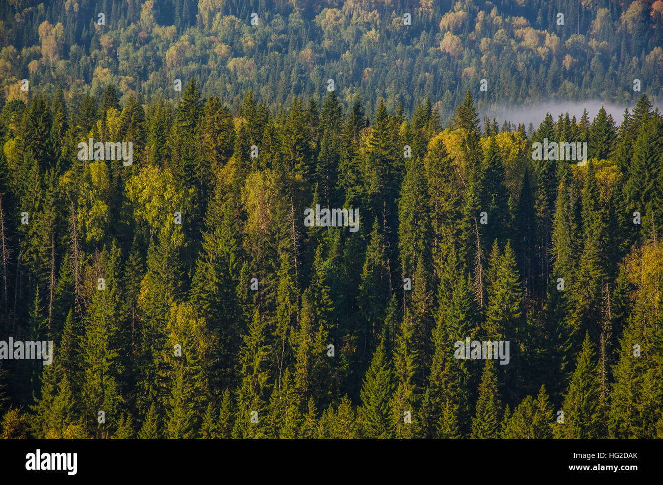 conifer tree at the top in the morning mist. thick morning mist in ...