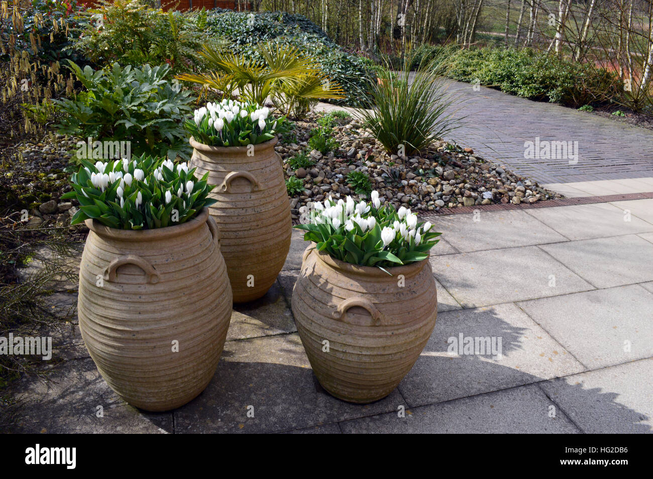 Three Terracotta Containers filled with White Crocus on Display at RHS ...