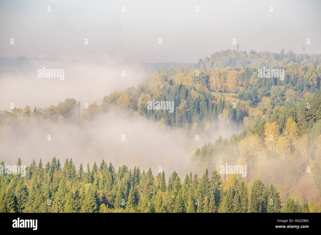 conifer tree at the top in the morning mist. thick morning mist in ...